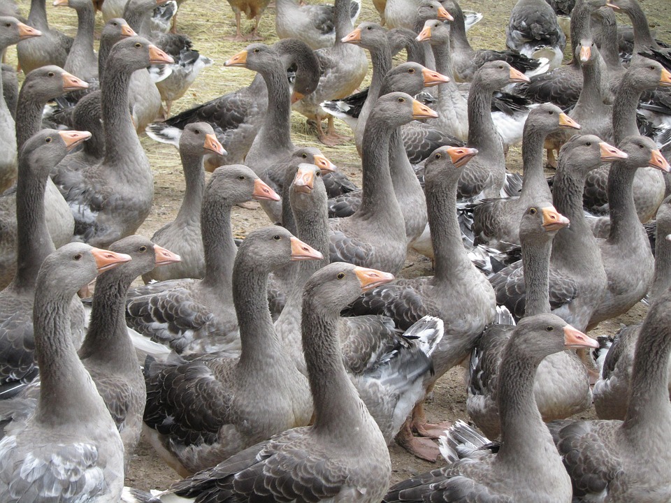 Elevage D'Oies Périgord Producteur - Photo gratuite sur Pixabay