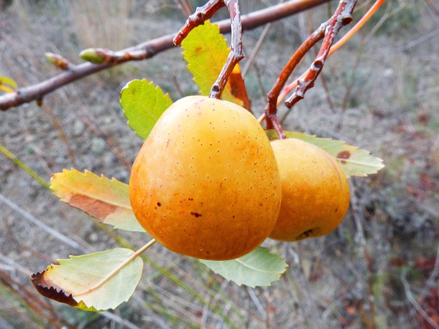 Nêspera De Inverno Fruta Árvore - Foto gratuita no Pixabay - Pixabay