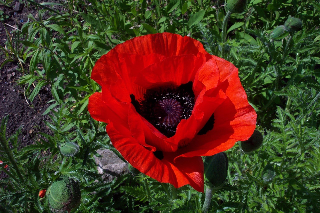 Papaver Rood Bloesem - Gratis foto op Pixabay - Pixabay