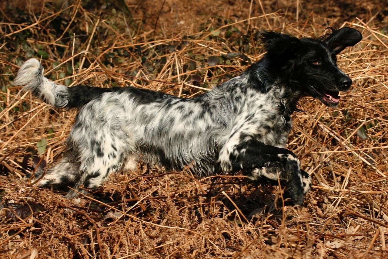 Munsterlander Bracken Animal - Free photo on Pixabay - Pixabay
