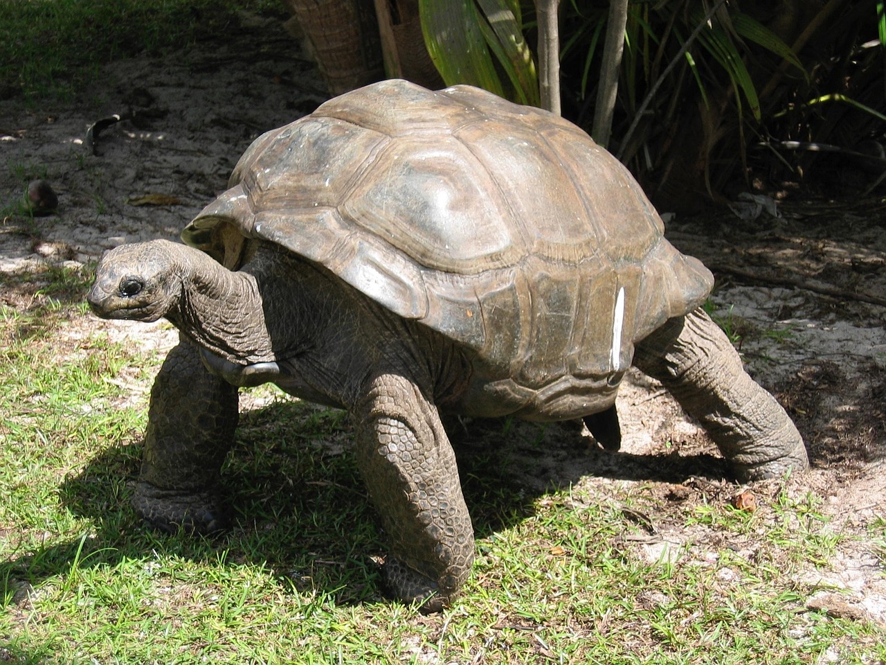 Giant Tortoise Old - Free photo on Pixabay