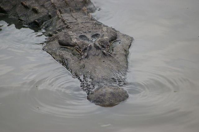 Florida Alligator Danger - Free photo on Pixabay - Pixabay