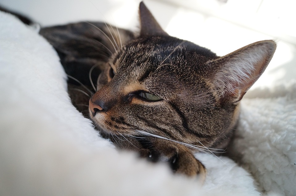 Animals Cats Domestic Animal House - Free photo on Pixabay