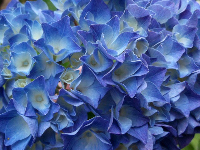 Hydrangea Ungu - Foto gratis di Pixabay - Pixabay