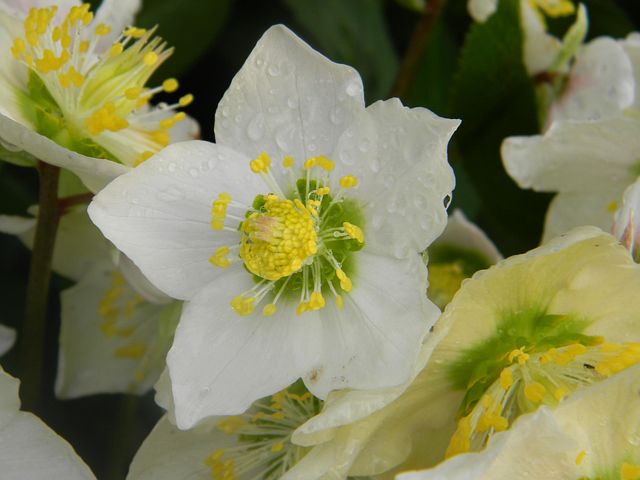 200+ Free Christmas Roses & Christmas Rose Images - Pixabay