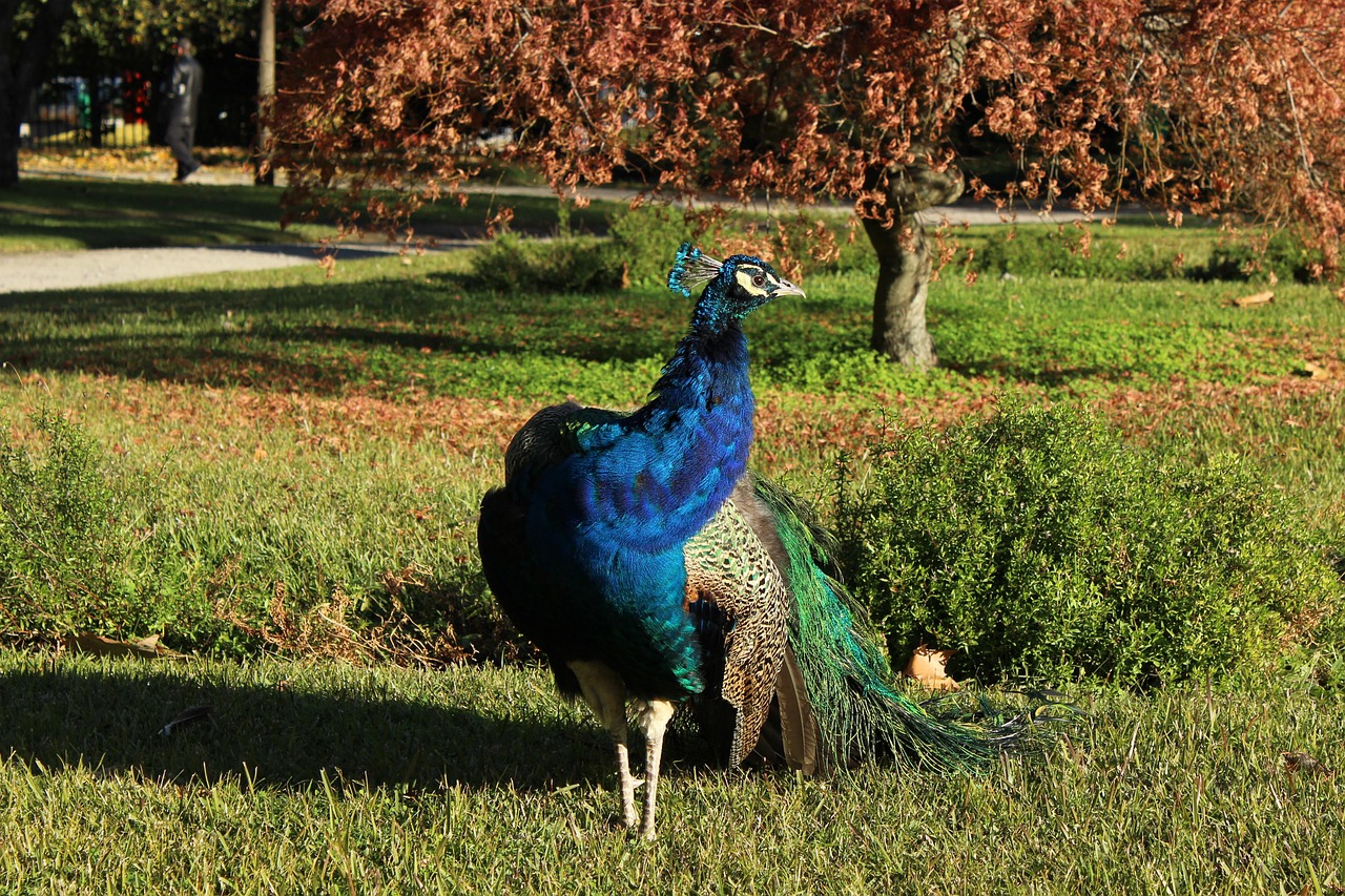 La Nature Animal Paon - Photo gratuite sur Pixabay - Pixabay