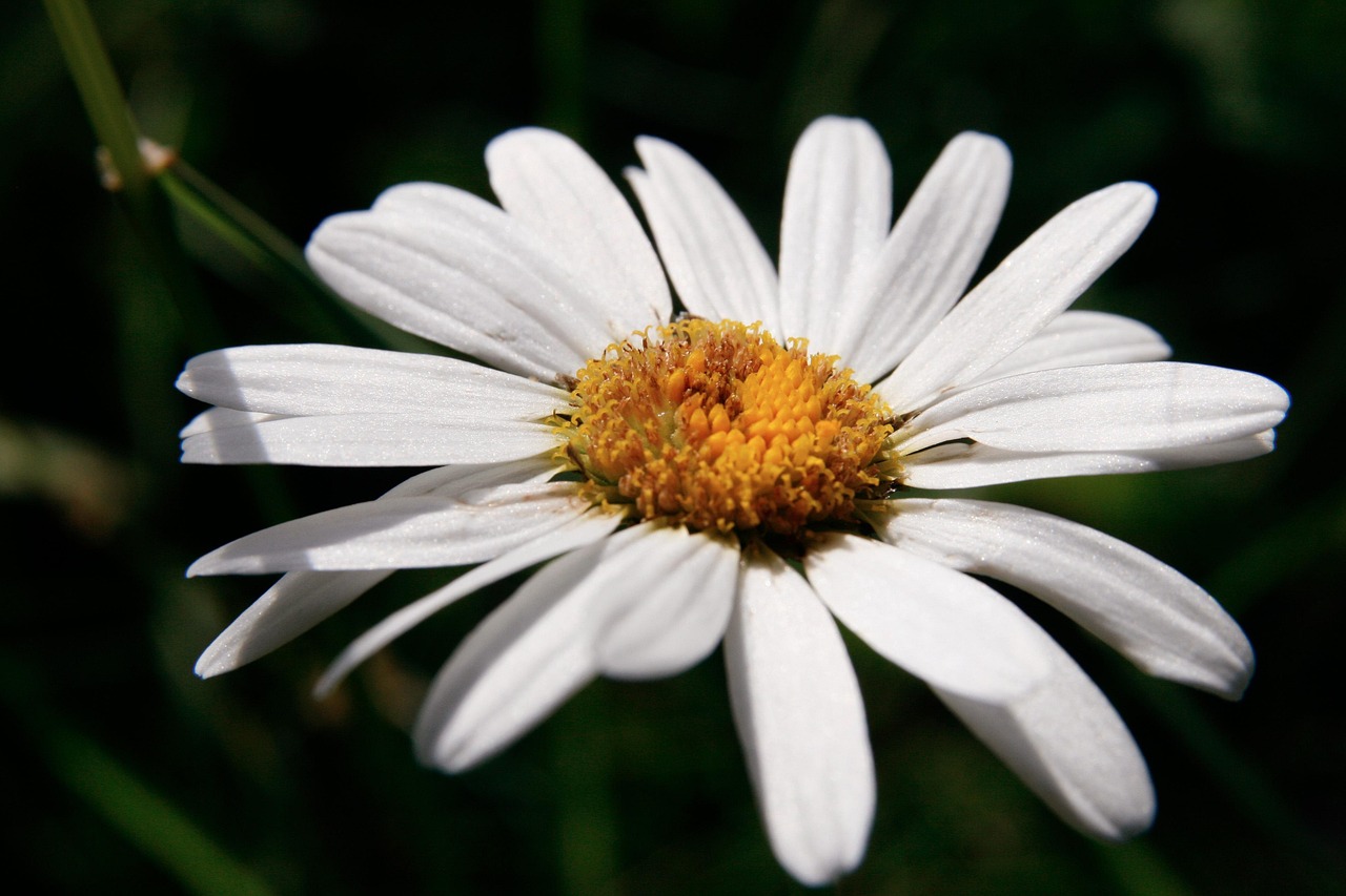 Margaret Flor Flora - Foto gratuita no Pixabay - Pixabay
