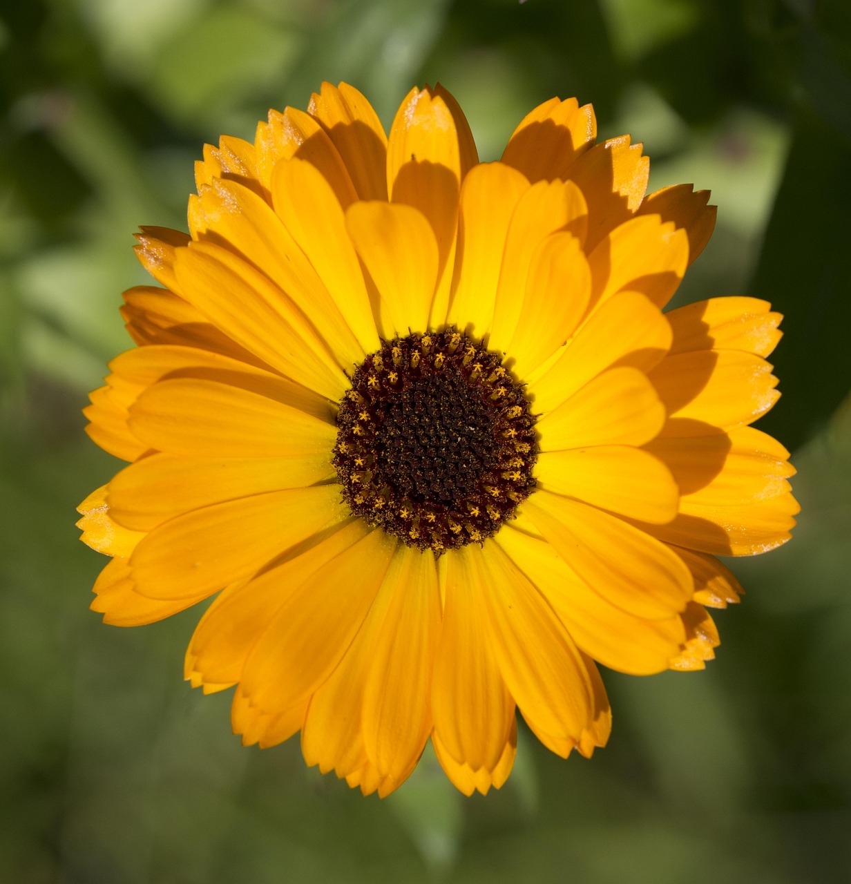 Calendula Fleur Orange - Photo gratuite sur Pixabay - Pixabay