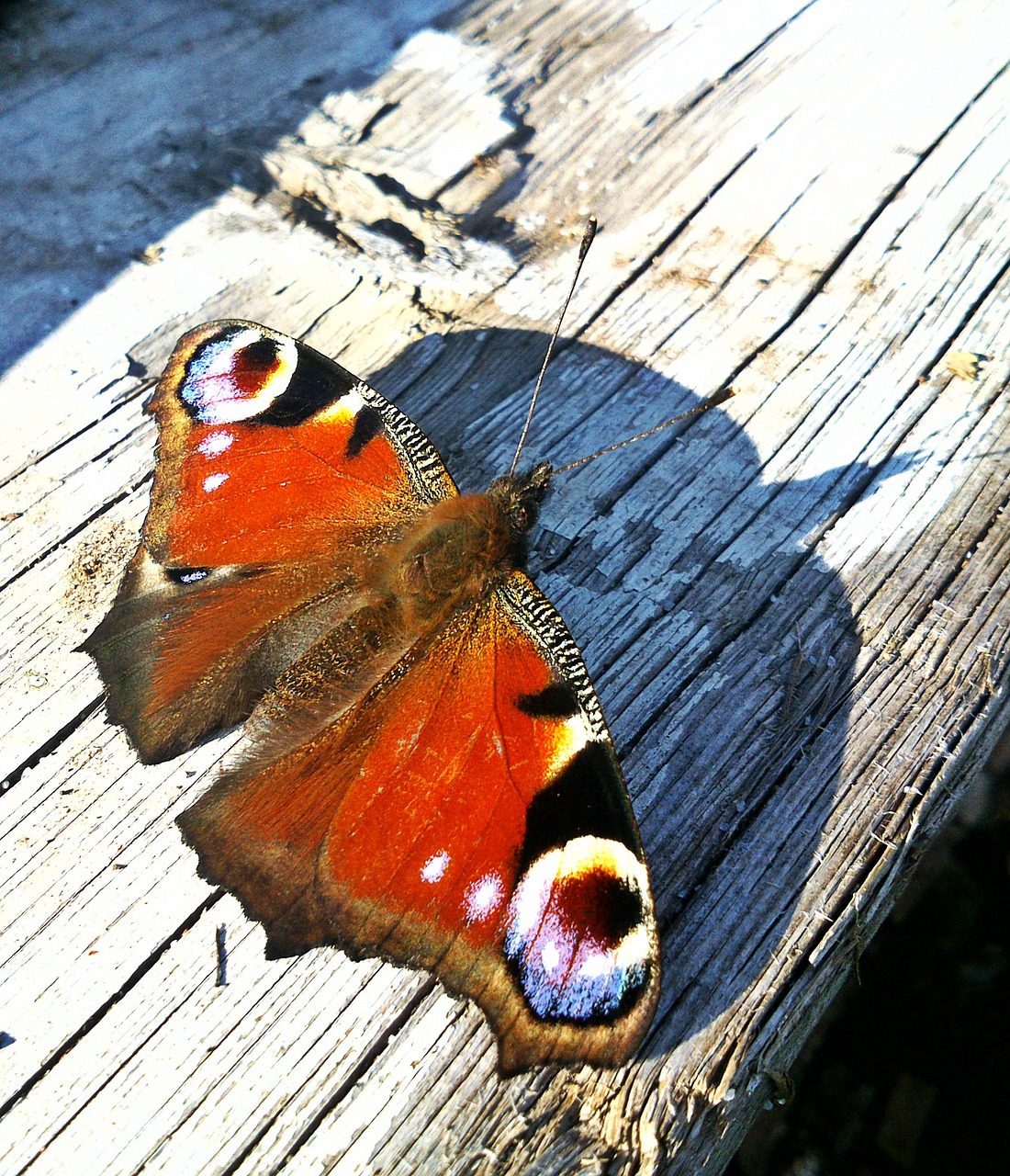 Butterfly Summer Insect - Free photo on Pixabay - Pixabay