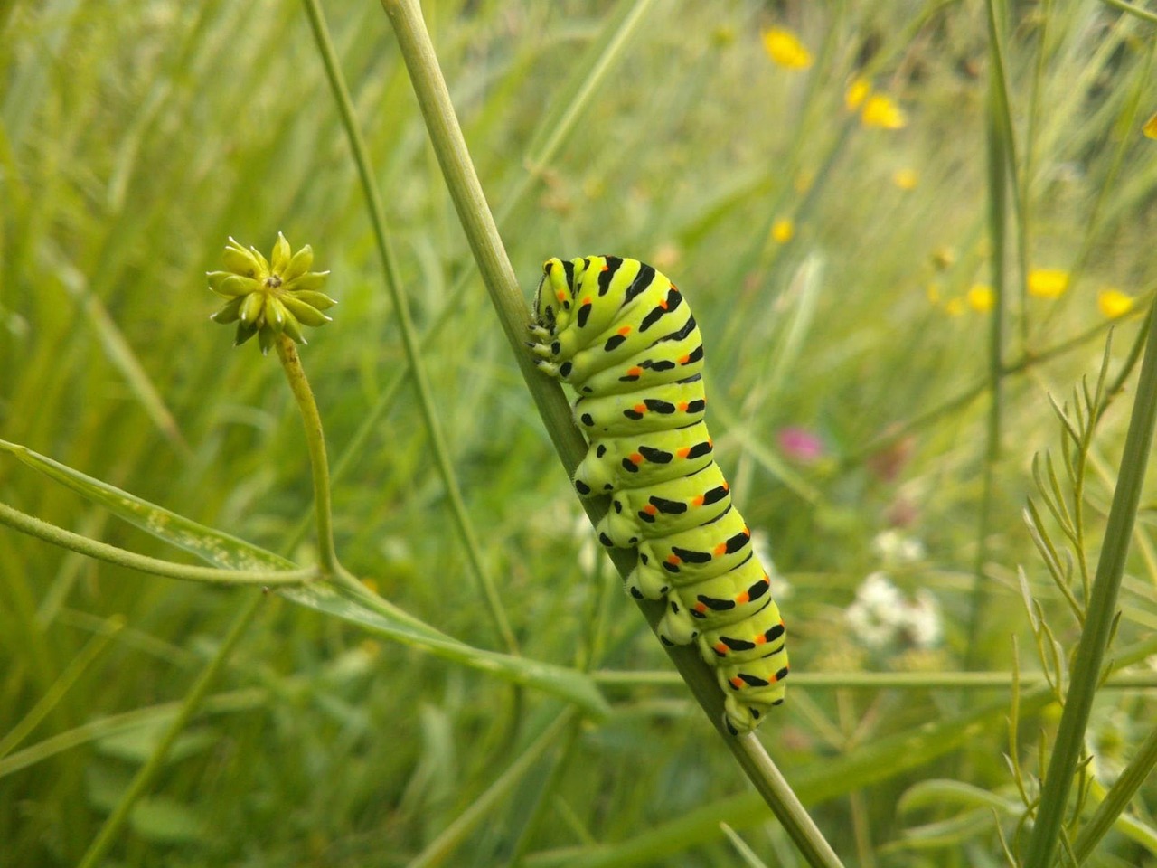 Oruga Verde Hierba - Foto gratis en Pixabay - Pixabay