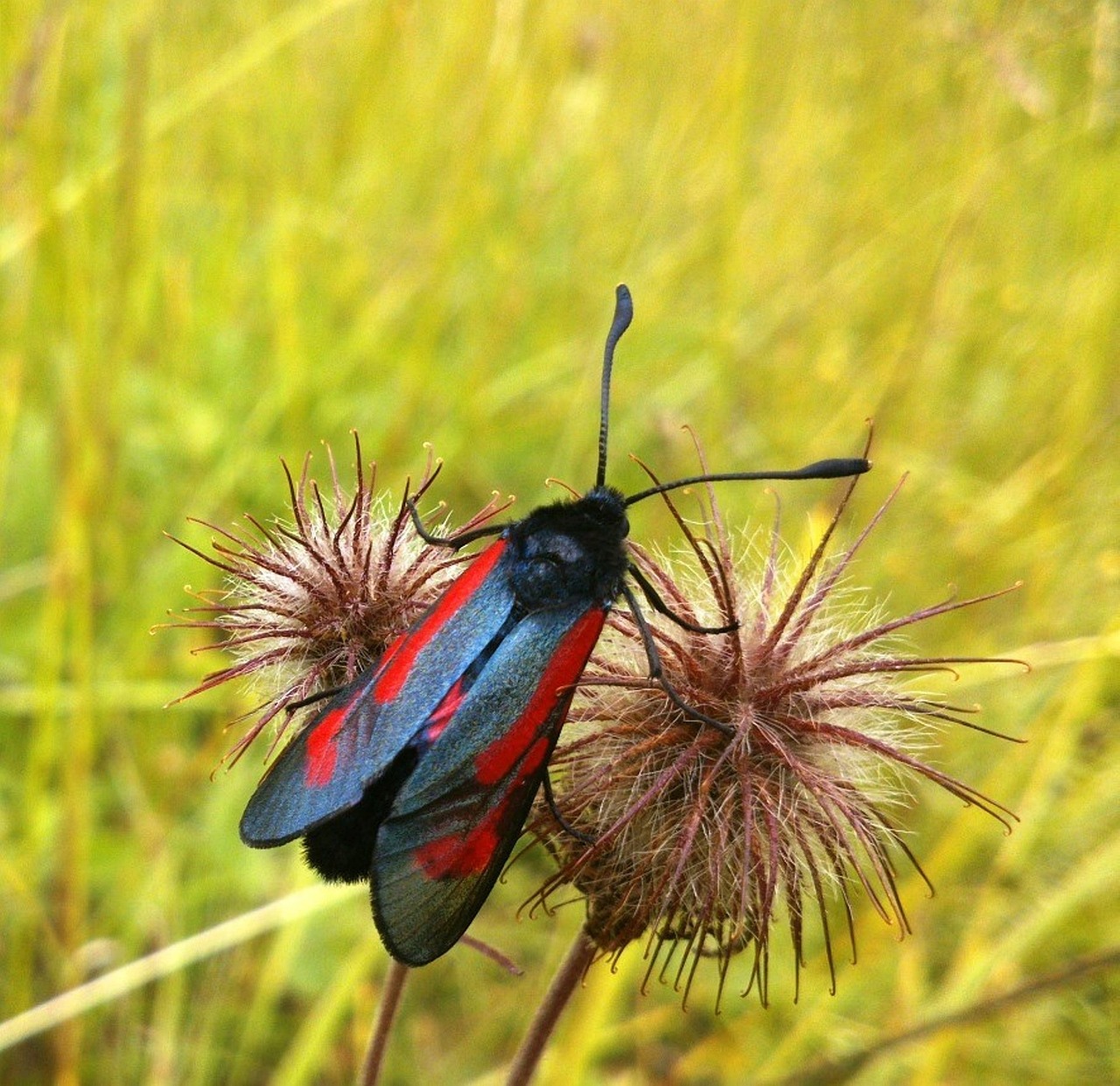 Insecto Rojo Escarabajo Diente De - Foto gratis en Pixabay