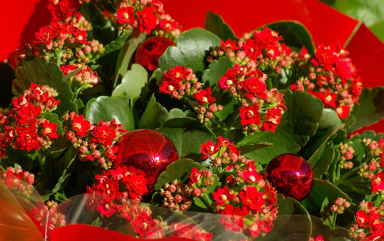 Bunga Hari Natal Karangan - Foto gratis di Pixabay - Pixabay