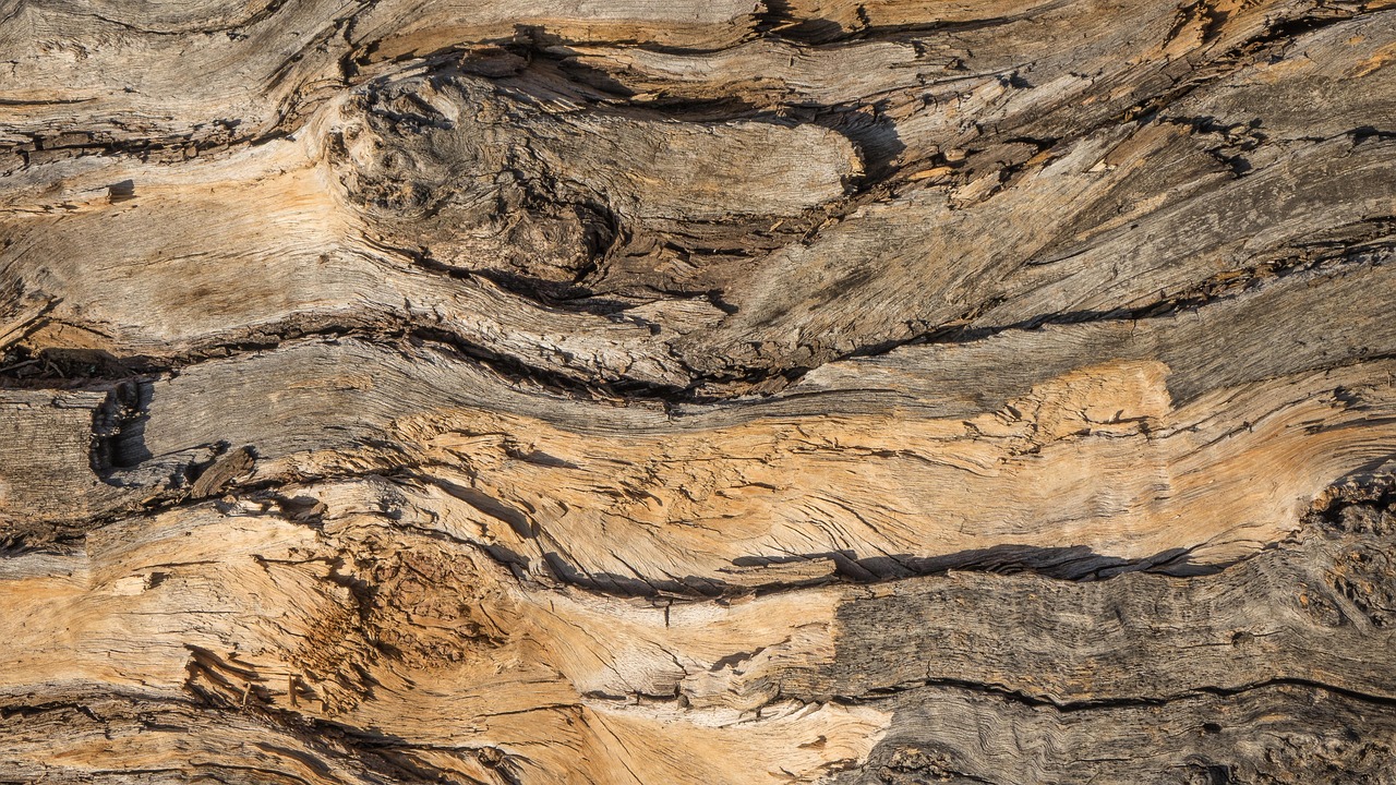 Background Wood Bark - Free photo on Pixabay - Pixabay