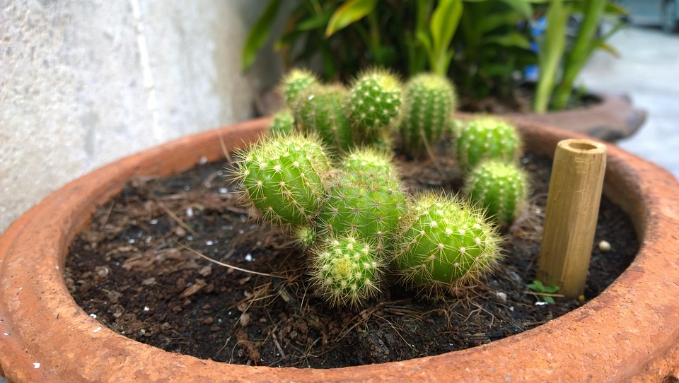Cactus - Photo gratuite sur Pixabay - Pixabay