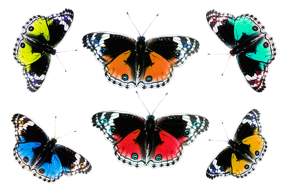 Papillons Multicolore Insecte - Image gratuite sur Pixabay - Pixabay