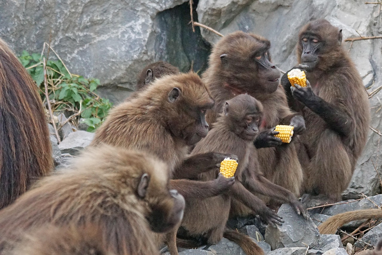Animals Primates Jeladas Blood - Free photo on Pixabay - Pixabay