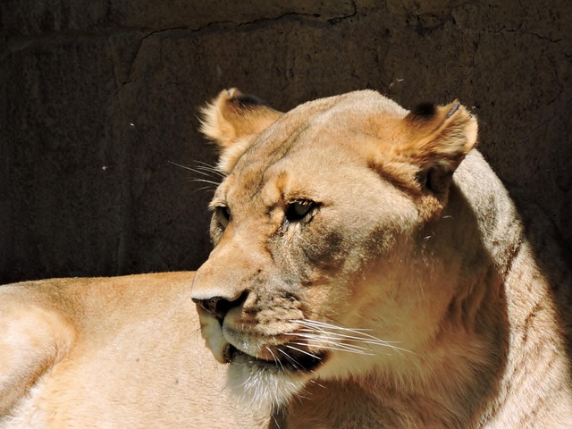 Lion Female Nature - Free photo on Pixabay