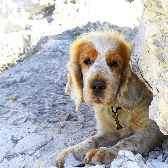 Chien Cocker De Chasse - Photo gratuite sur Pixabay - Pixabay