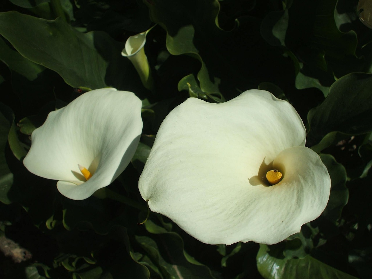 Aro Flores Planta - Foto gratis en Pixabay - Pixabay