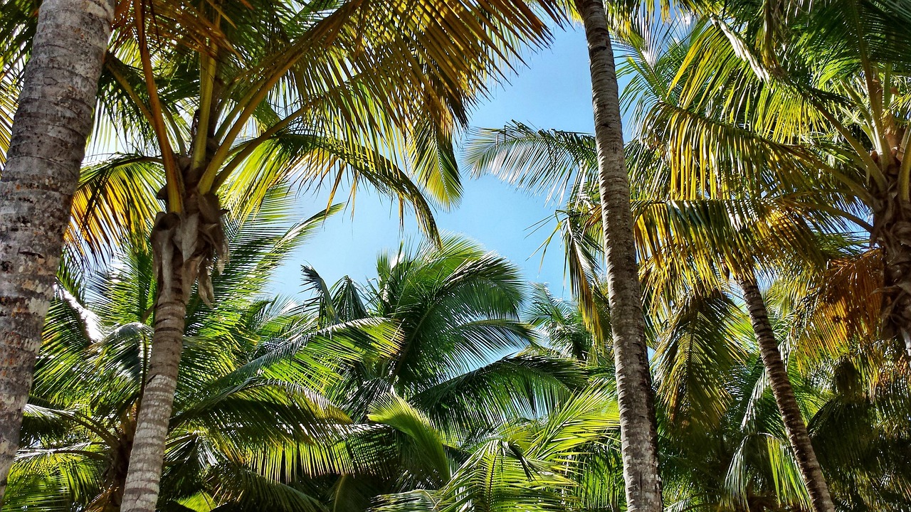 Palma Palm - Free photo on Pixabay - Pixabay