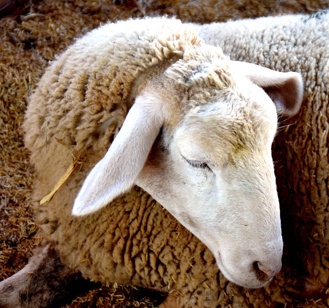 Oveja Animal - Foto gratis en Pixabay - Pixabay
