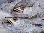 4 Hake Synonyms. Similar words for Hake.