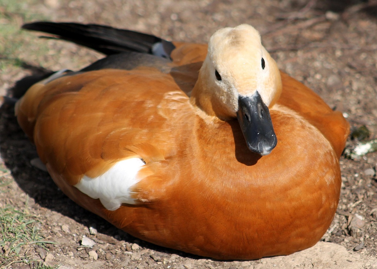 Zoo Animal Pato - Foto gratis en Pixabay - Pixabay