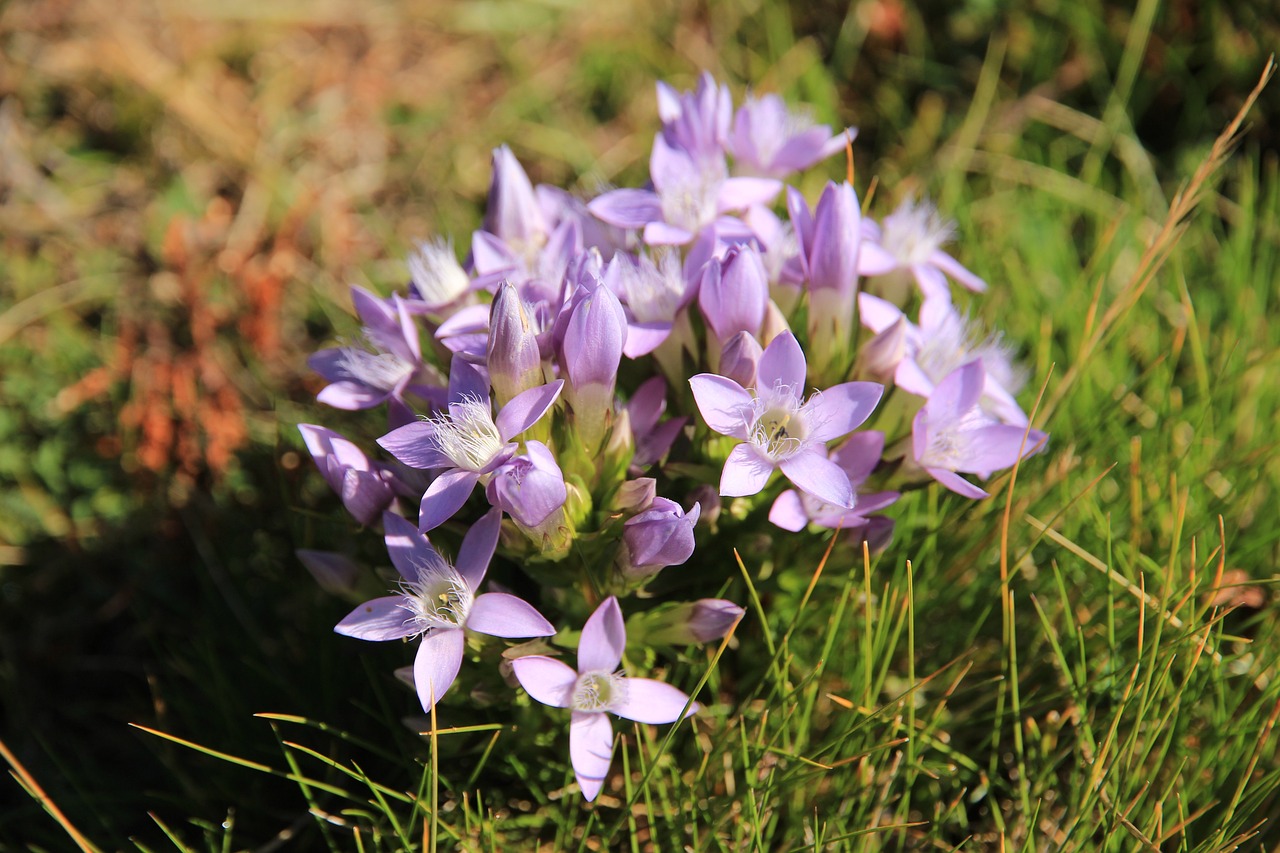 Bavarian Gentian Blossom Bloom - Free photo on Pixabay