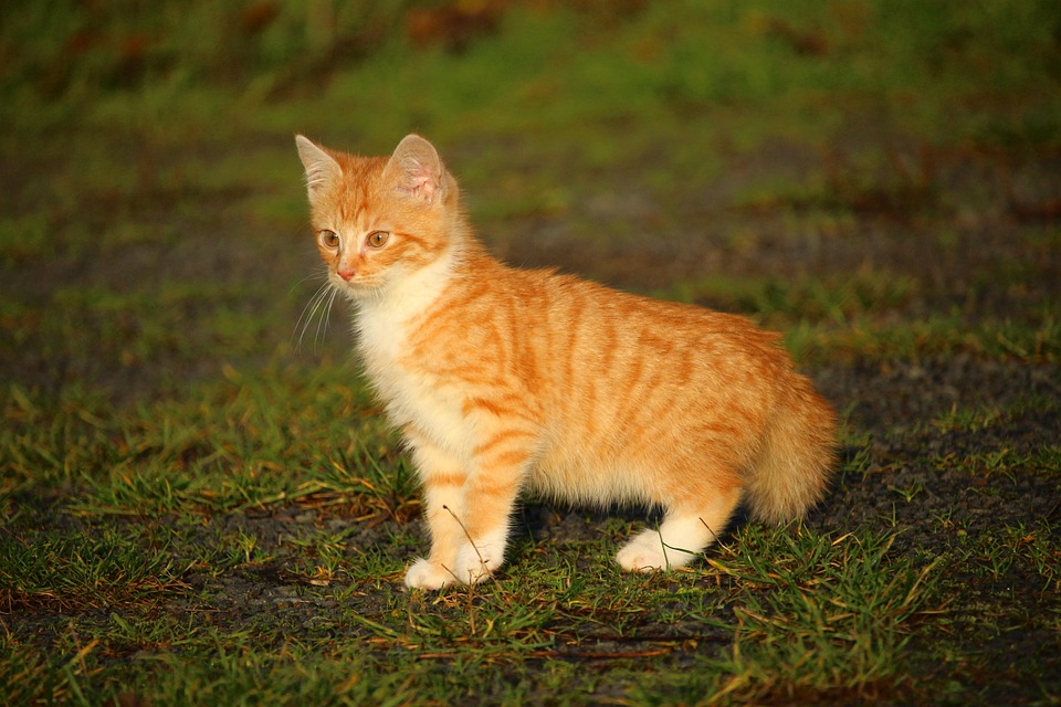 Katt Kattunge Baby Ung Gratis Foto P Pixabay Katt Kattunge Baby Ung Gratis Foto P Pixabay