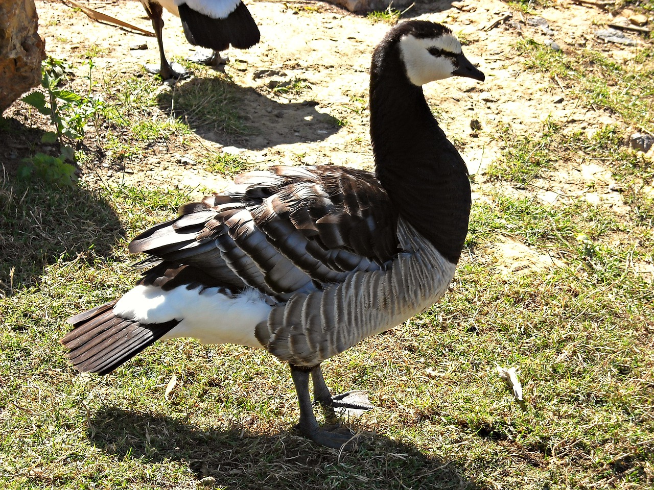Animals Waterfowl Ducks - Free photo on Pixabay - Pixabay