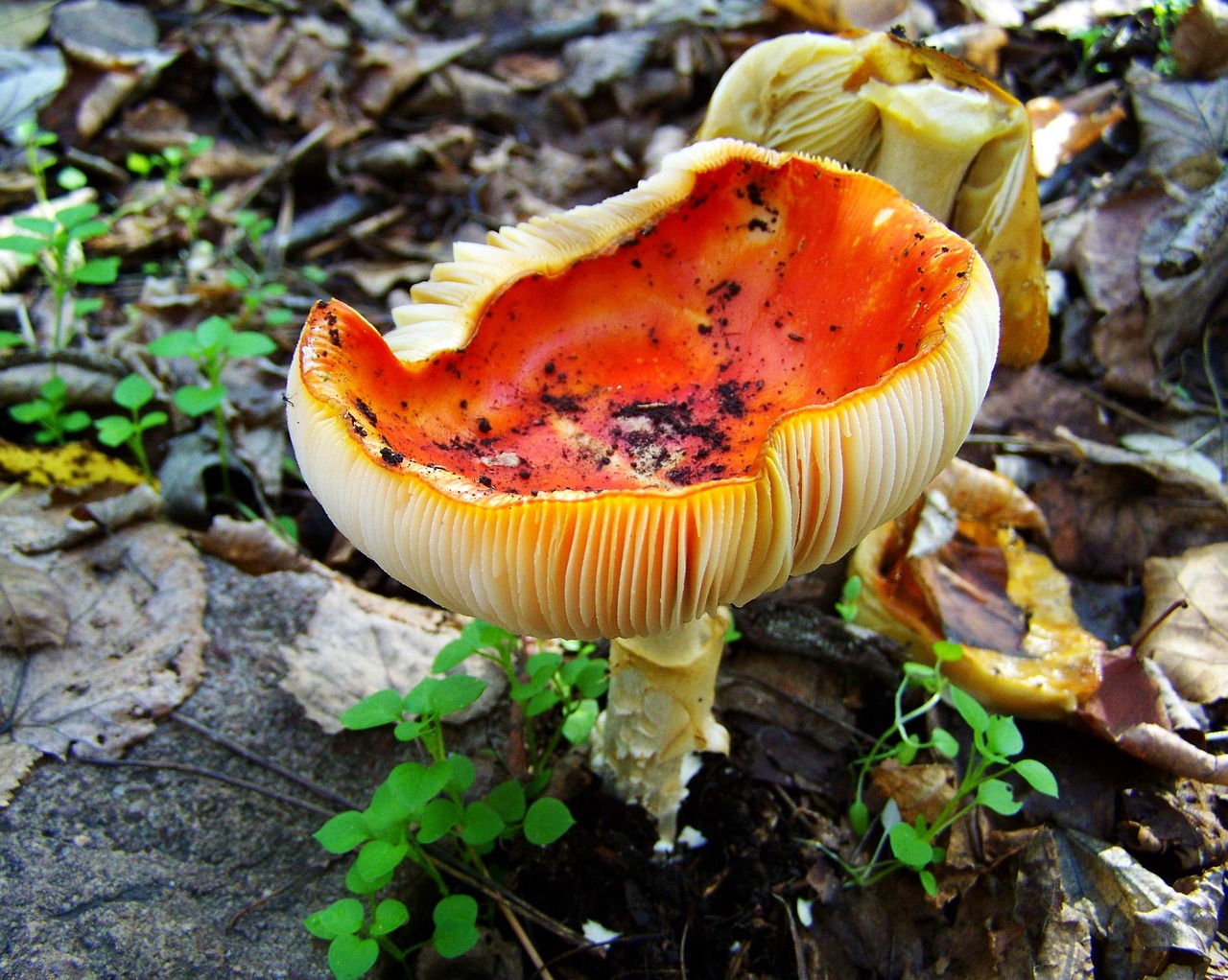 Pilz Rote Pilze - Kostenloses Foto auf Pixabay - Pixabay