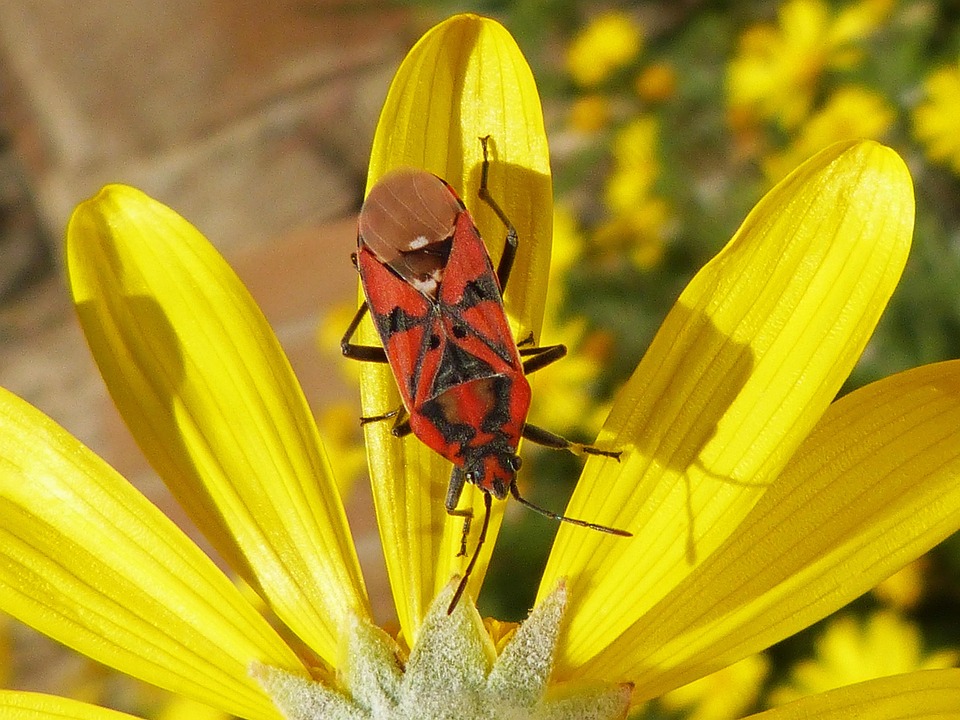 Hemiptera Insekt Bug - Gratis foto på Pixabay - Pixabay