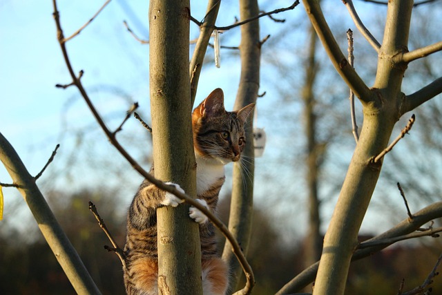 Cat Tree Climb - Free photo on Pixabay - Pixabay