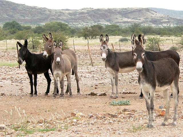 Donkey Group Herd - Free photo on Pixabay