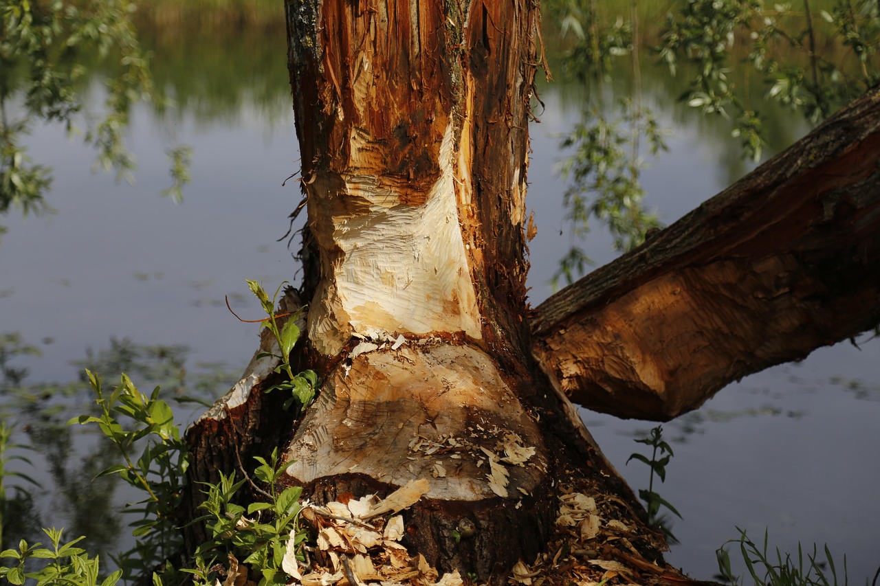 Castor Arbre La Nature - Photo gratuite sur Pixabay - Pixabay