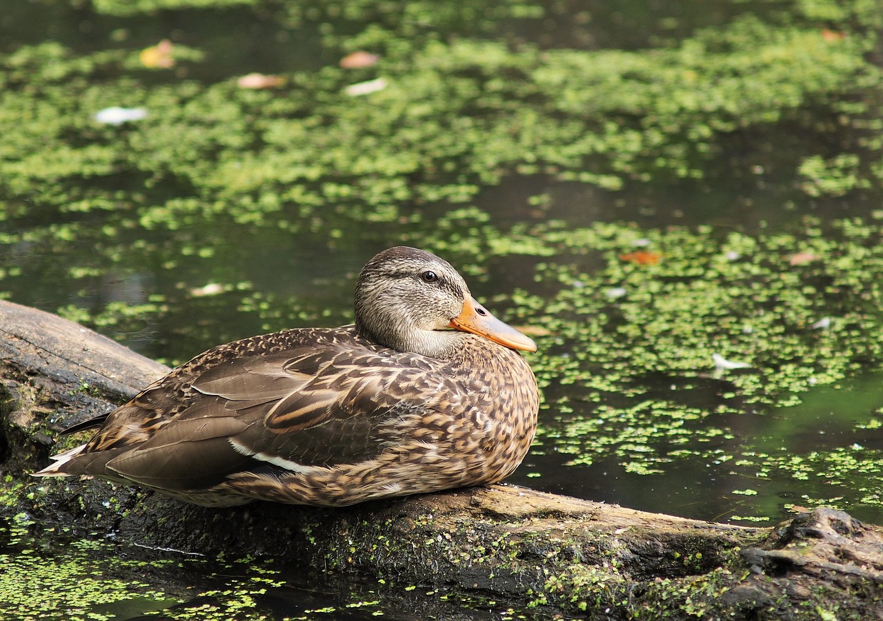 Pato Naturaleza Agua - Foto gratis en Pixabay - Pixabay