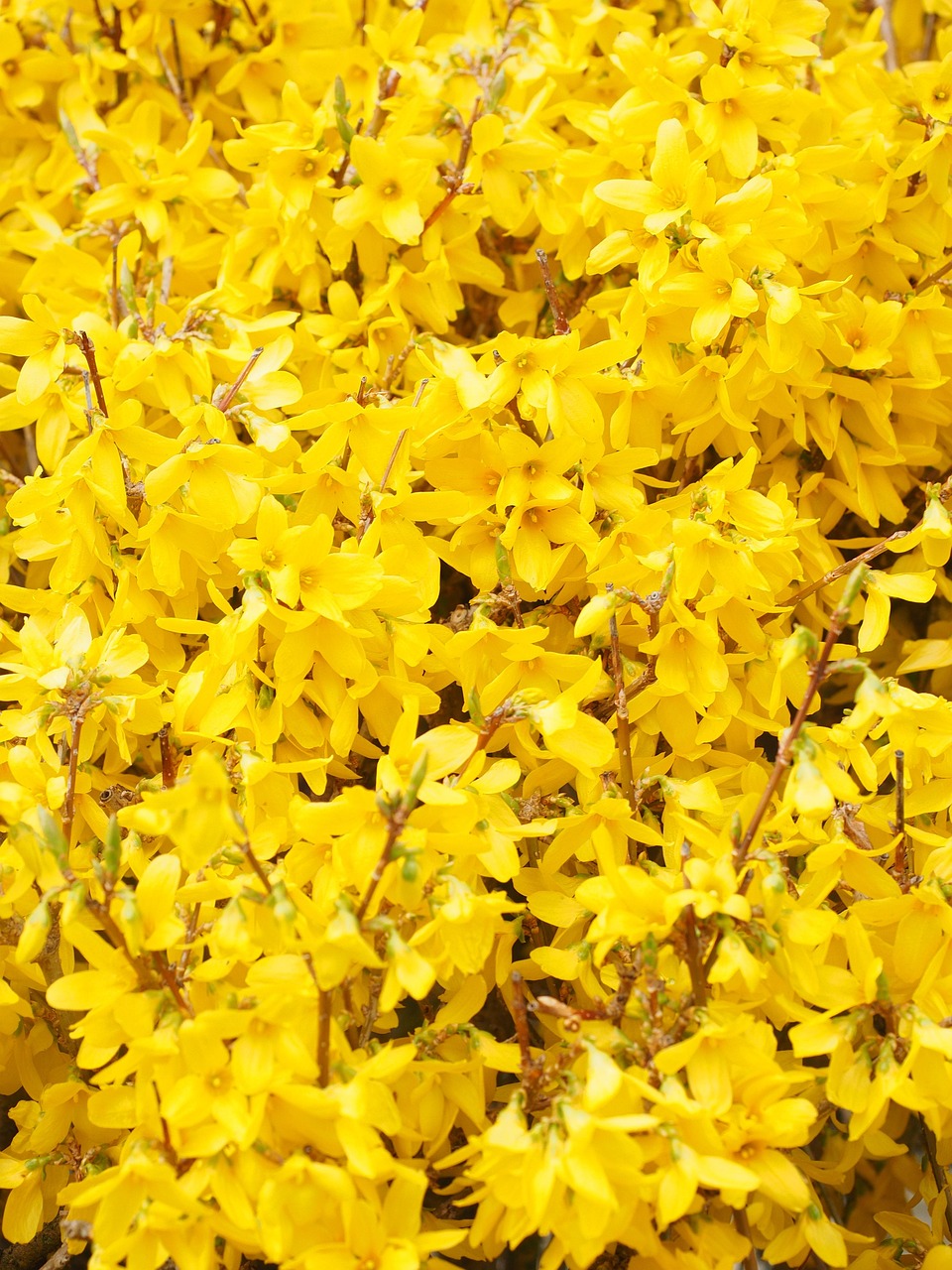 Golden Lilac Forsythia Branches - Free photo on Pixabay - Pixabay