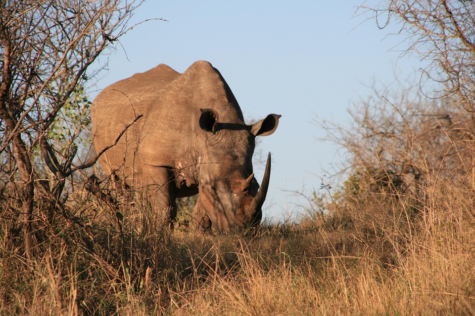 Rhino Africa Pachyderm - Free photo on Pixabay - Pixabay
