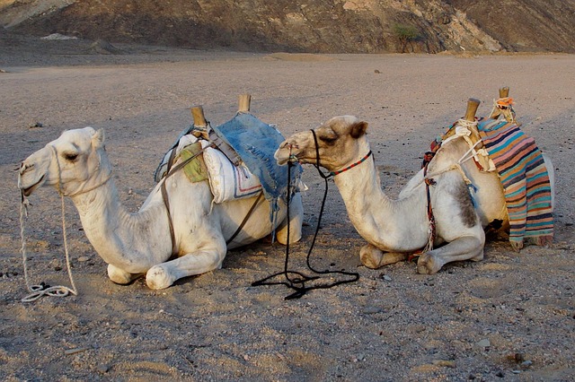 Desierto Camello Descanso - Foto gratis en Pixabay - Pixabay