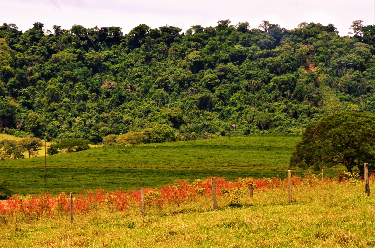 Landscape Green Sawn - Free photo on Pixabay - Pixabay