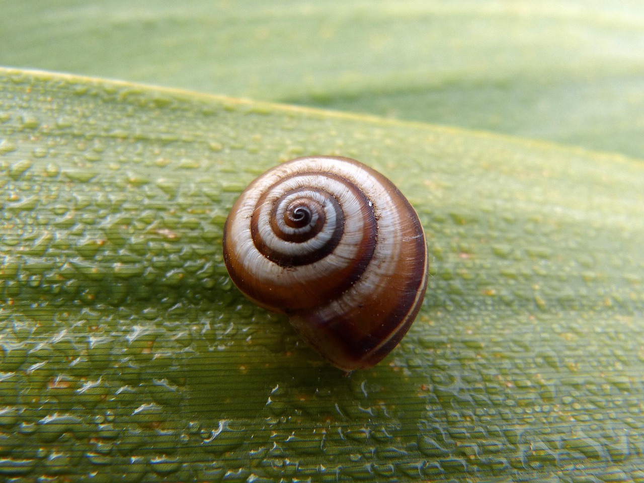 Siput Daun - Foto gratis di Pixabay - Pixabay