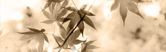 10,000+ Free Banner Shape & Banner Images - Pixabay