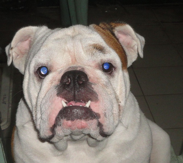 Ingilizce Bulldog Buldog Evcil - Pixabay'de ücretsiz fotoğraf - Pixabay
