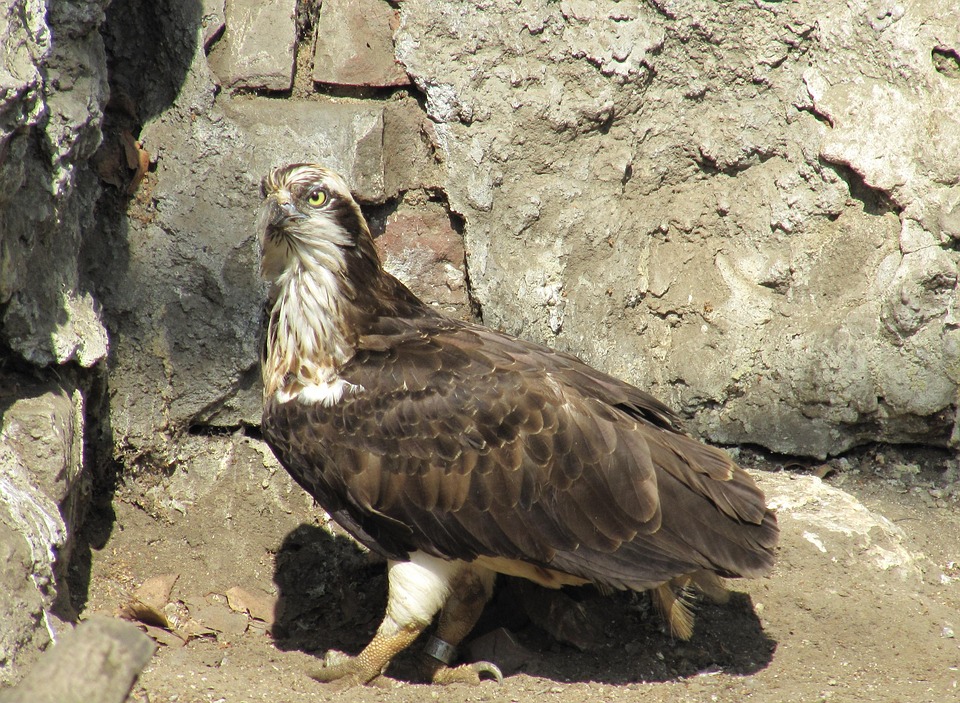 Bird Zoo Nature Wild - Free photo on Pixabay - Pixabay