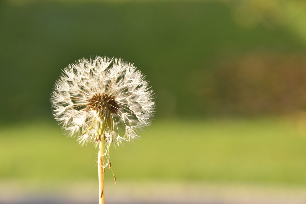 Löwenzahn Pusteblume Blume - Kostenloses Foto auf Pixabay