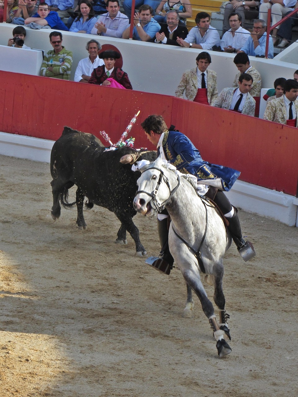 Pertempuran Bull Torero Portugal - Foto gratis di Pixabay - Pixabay