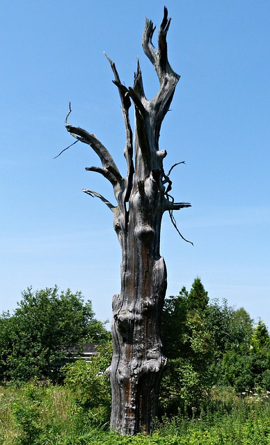 Wood Tree Tribe - Free photo on Pixabay