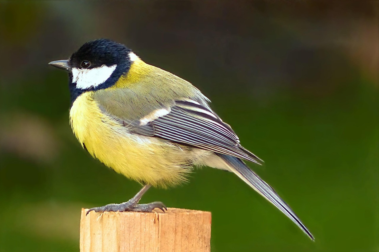 Animal Bird Great Tit Parus - Free photo on Pixabay