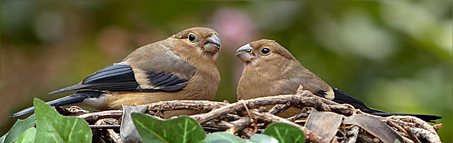 400+ zdjęć z kategorii Gil i Ptak łącznie - Pixabay