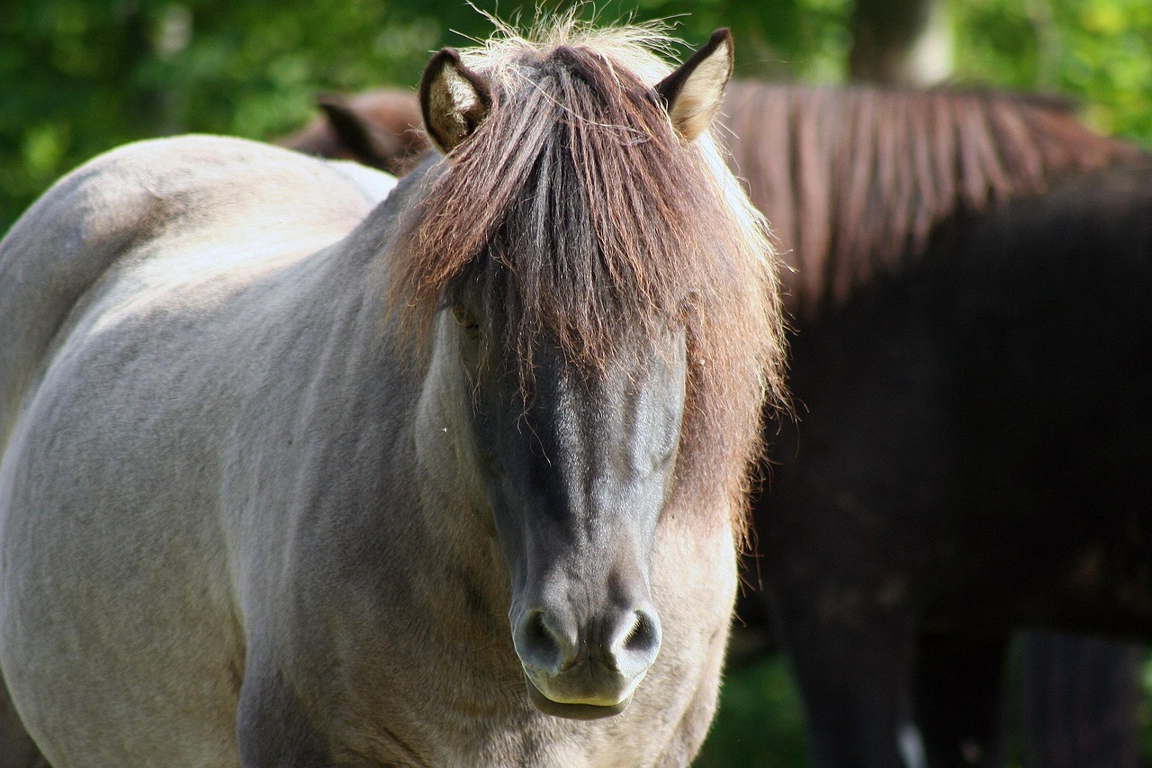80+ kostenlose Islandpferd und Islandpony-Bilder - Pixabay